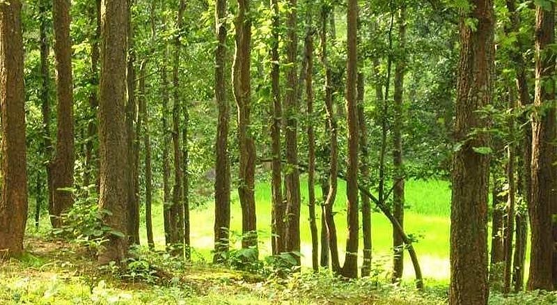 How Jharkhand Villagers Turned Wasteland Into A Forest With Over 1,00 ...