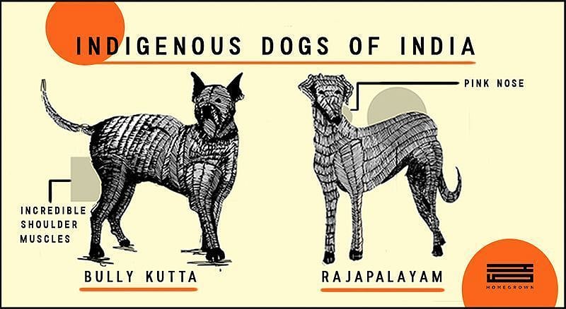 Here Are 12 Dog Breeds In India That Were Unknown To You | Homegrown India