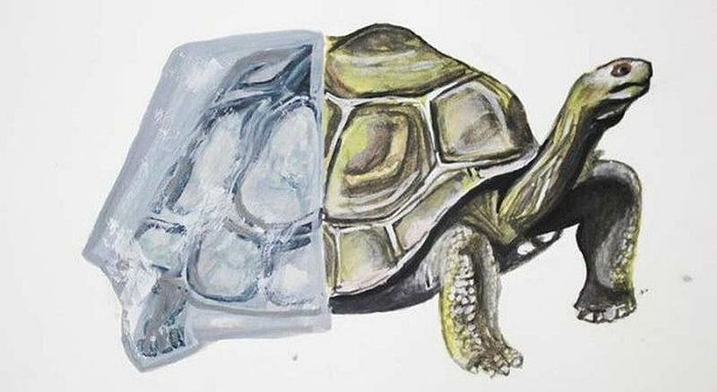 Illustrations of 8 extinct animals of India | Homegrown India