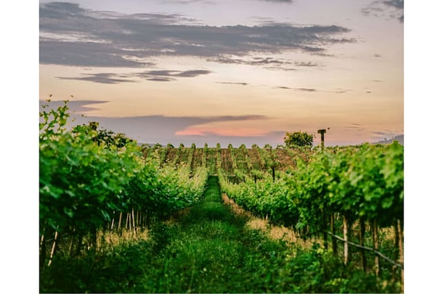 A Homegrown Guide To India’s Best Vineyards
