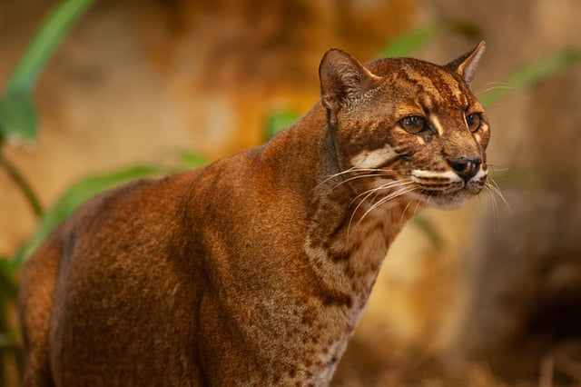 10 Spectacular Wildcat Species Native To India | Homegrown India