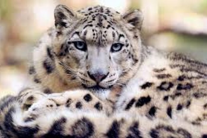 10 Spectacular Wildcat Species Native To India | Homegrown India