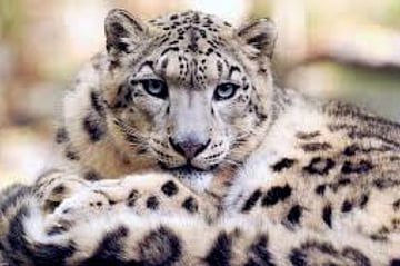10 Spectacular Wildcat Species Native To India | Homegrown India