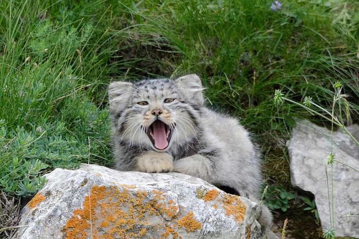 10 Spectacular Wildcat Species Native To India | Homegrown India