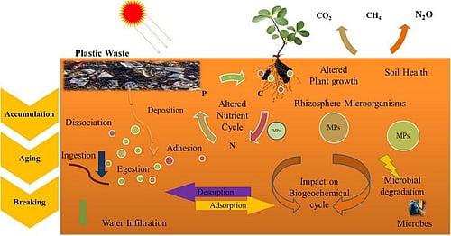Microplastics in Wetlands: A Hidden Threat to Biodiversity