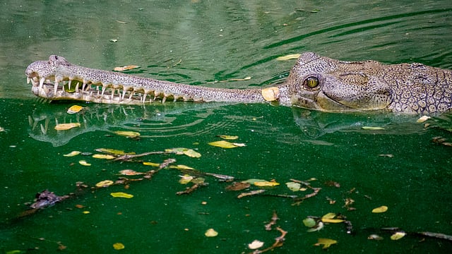 River Guardians: Indian Gharial's Fight for Survival in Changing Climates