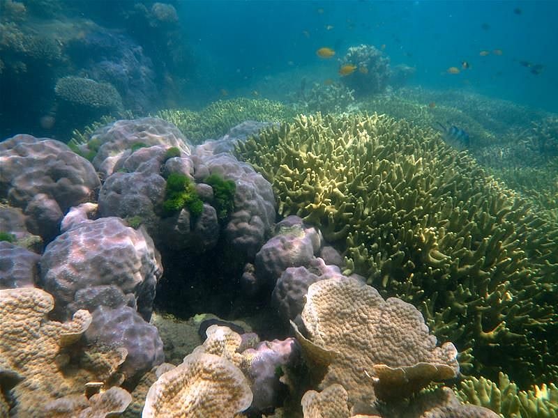 Ocean Acidification Impact: India's Coasts and Fisheries at Risk