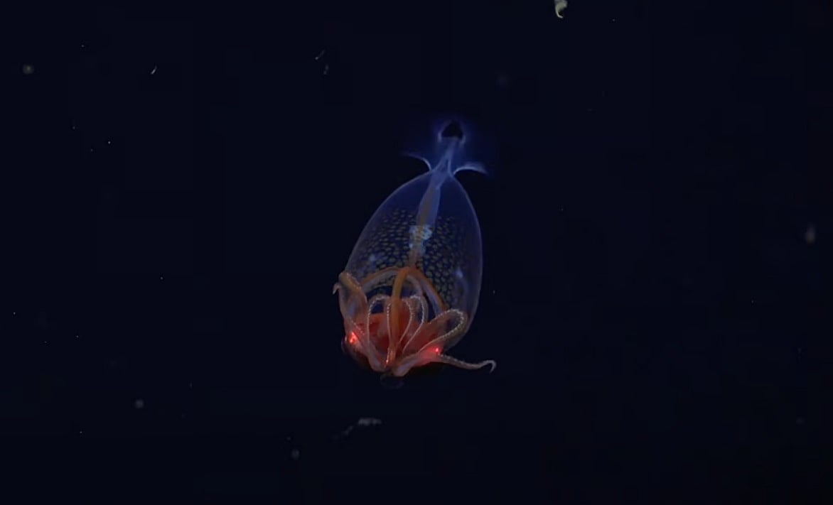 First Ever Footage of Mesonychoteuthis Hamiltoni: The Elusive Giant ...