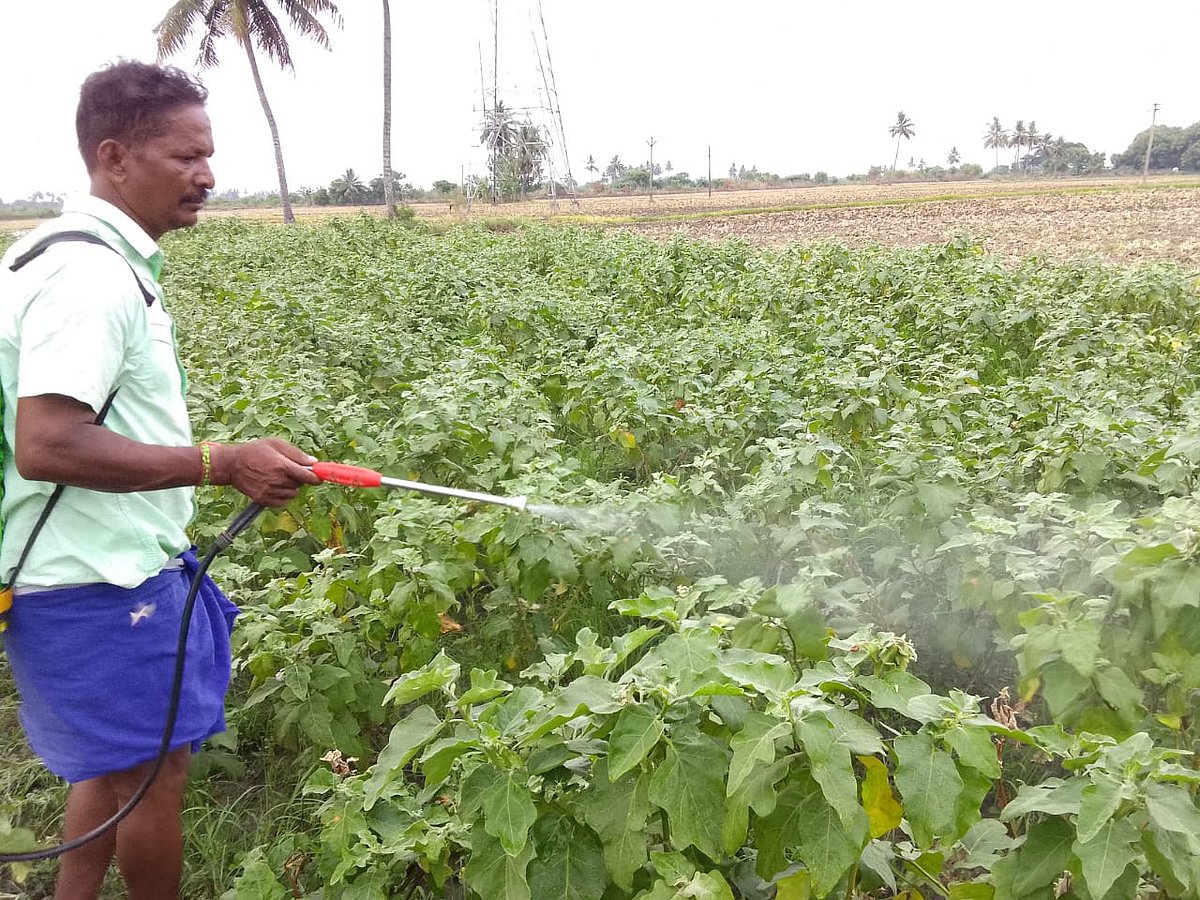 Puducherry farmers practice homeopathic farming for chemical-free crops