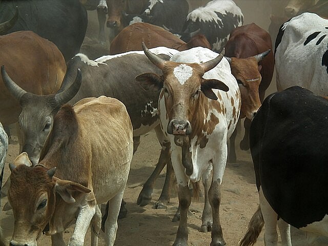 Rising air pollution is negatively impacting the health of dairy cattle ...
