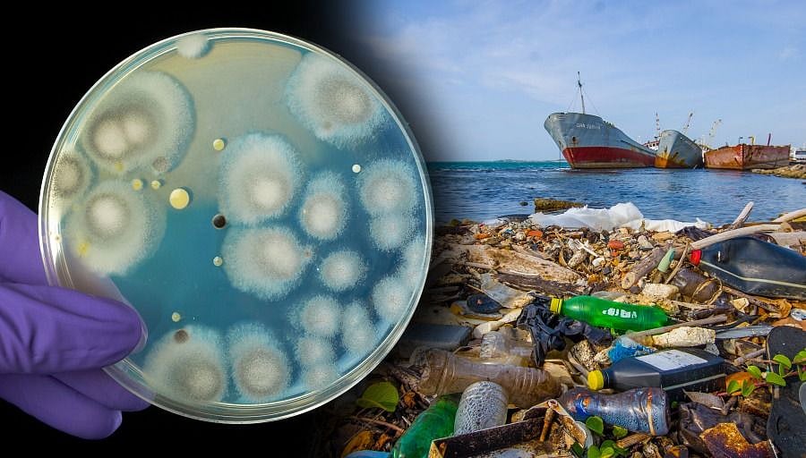 Marine fungi can clean plastic pollution