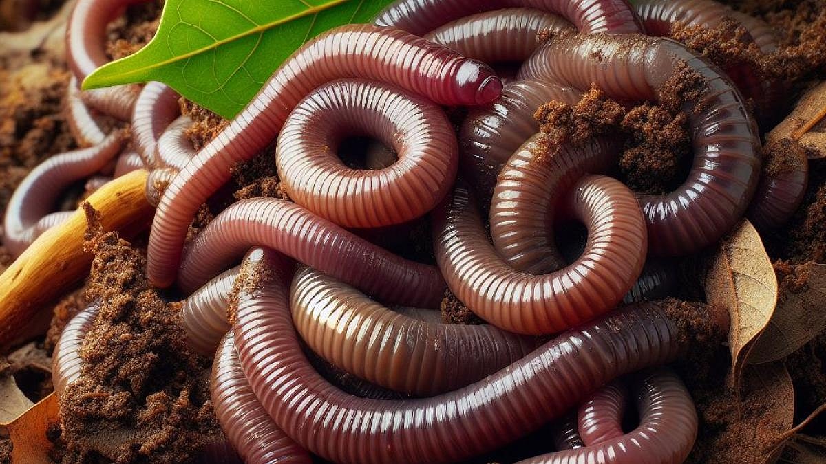 ऑस्ट्रेलियन केंचुआ जैविक खेती के लिए बन गया वरदान