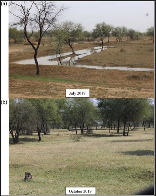 Greening of barren lands – the local way