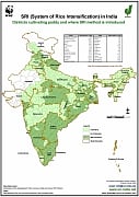 System of Rice Intensification and Paddy Cultivation - Maps developed ...