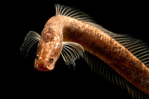 India’s fantastic freshwater fauna and where to find them