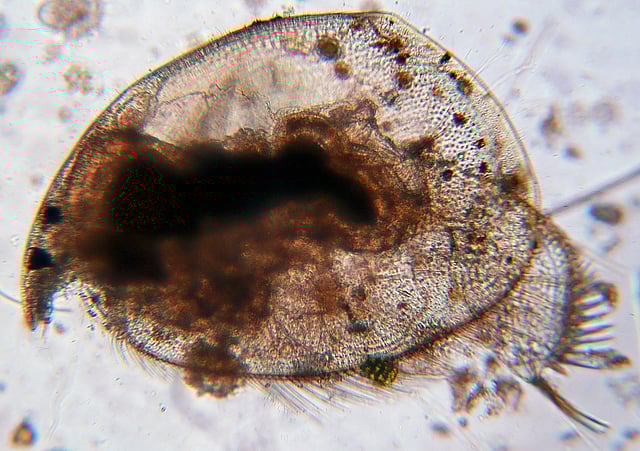 Urban waterbodies, treasure troves of biodiversity