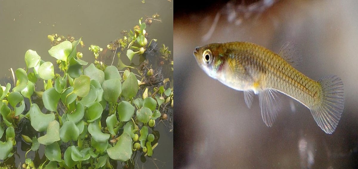 India, in the grip of invasive alien species