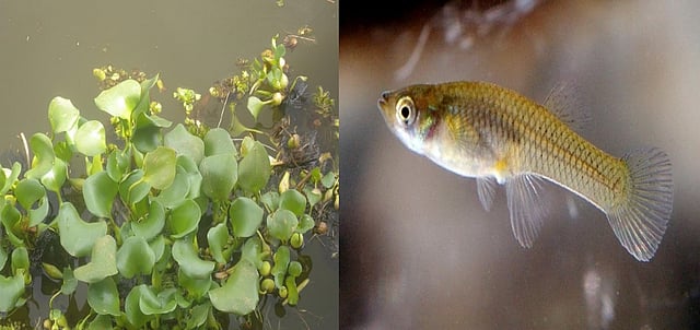 India, in the grip of invasive alien species