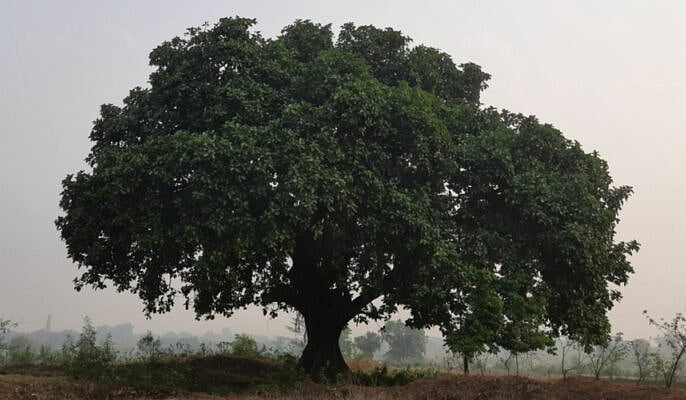 The disappearing trees from India's farmlands