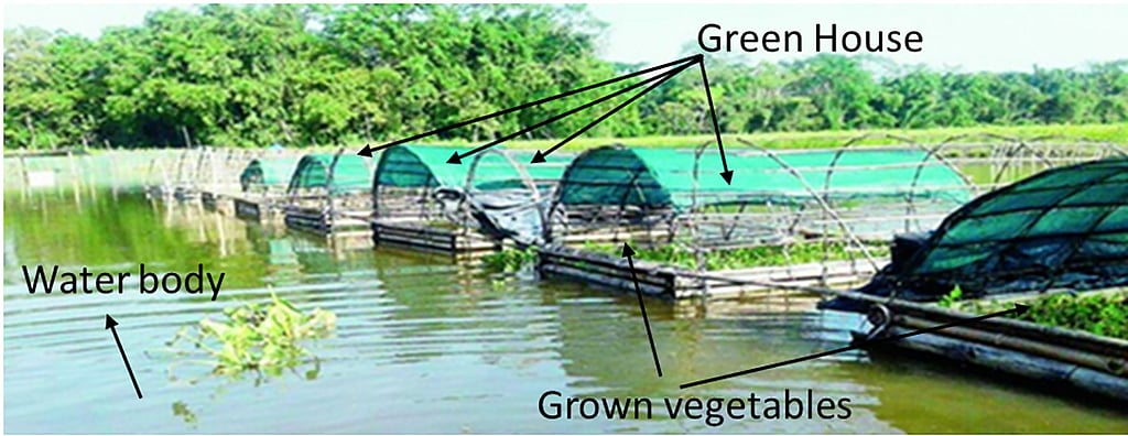Floating-bed agriculture: A flood-proof future for Indian farming