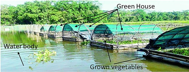 Floating-bed agriculture: A flood-proof future for Indian farming