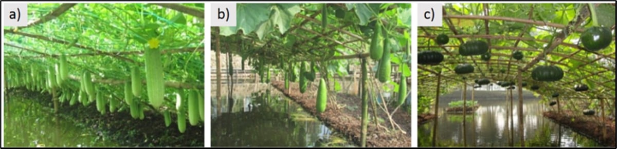 Floating-bed agriculture: A flood-proof future for Indian farming