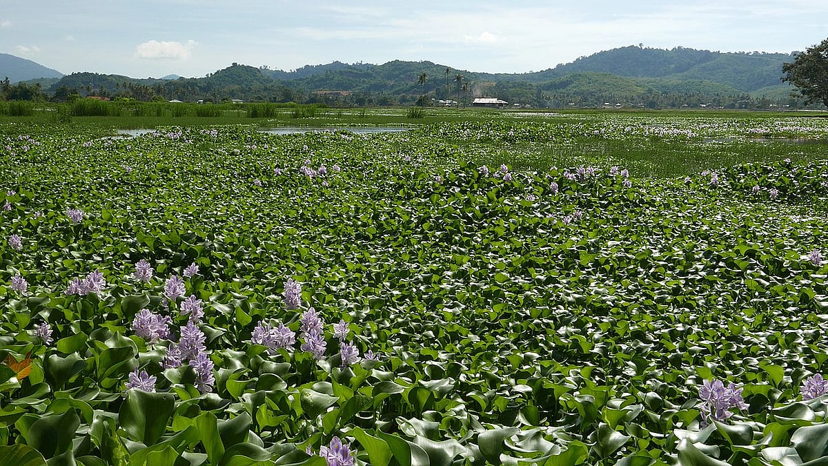 Floating Water Hyacinth Pros & Cons: Legality, Care vs Containment of ...