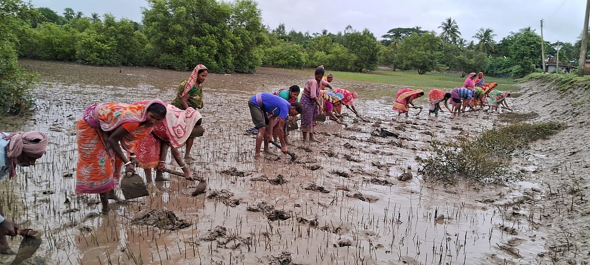 Preserving the Sundarbans: How Nature-Based Solutions Offer Sustainable ...