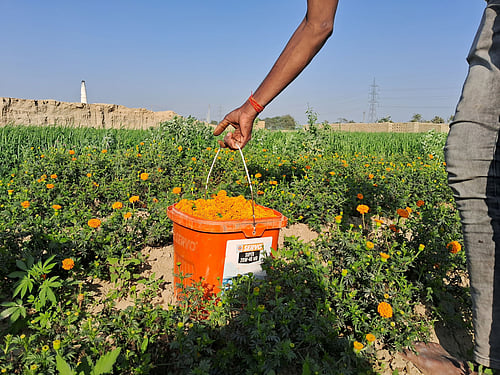 Floriculture in Bihar: How Marigolds Are Changing Rural Livelihoods.