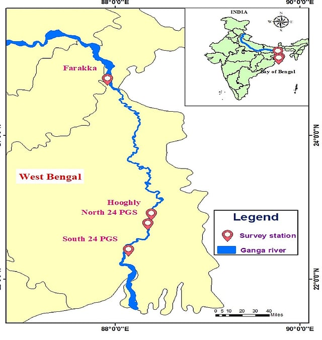 Where is Hilsa? How Bengal’s fisherfolk are losing their catch and culture