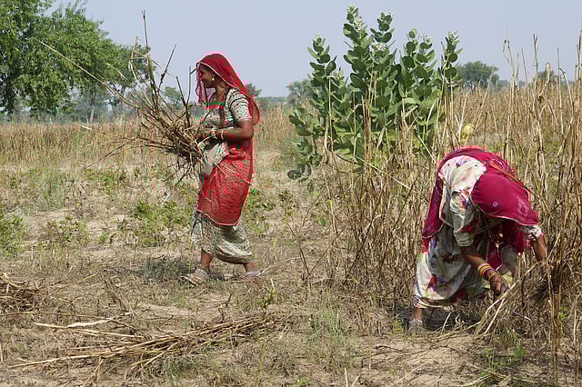 The greening of Thar: Unpacking climate change and water realities in India