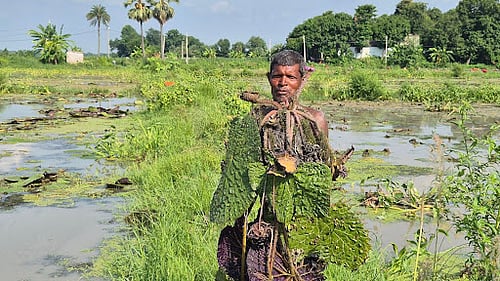 Bihar's Makhana Boom: How Mithila's Ponds Fuel a Global Snack Revolution