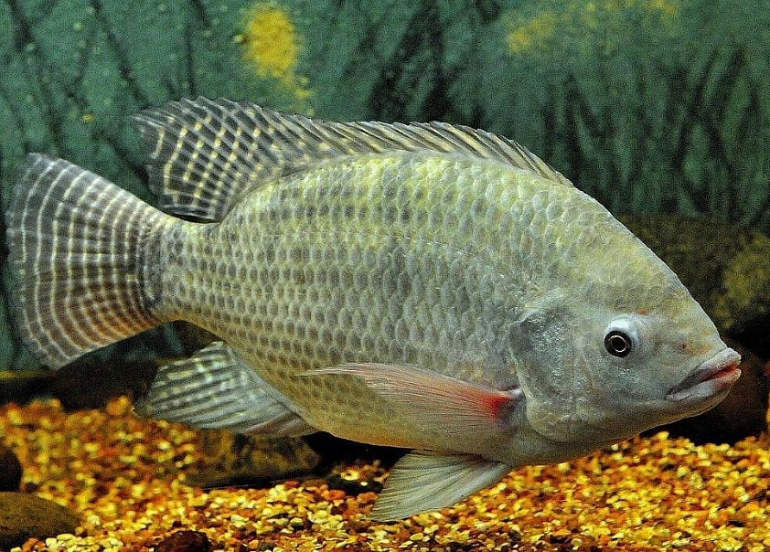 A river out of balance: How the invasive fish, Nile Tilapia, is ...