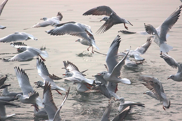 The living thread: How the Ganges shapes India’s wildlife & culture