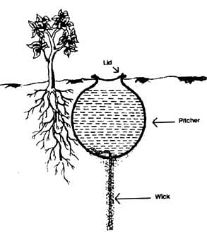 Pitcher irrigation - A method that uses round earthen containers for ...
