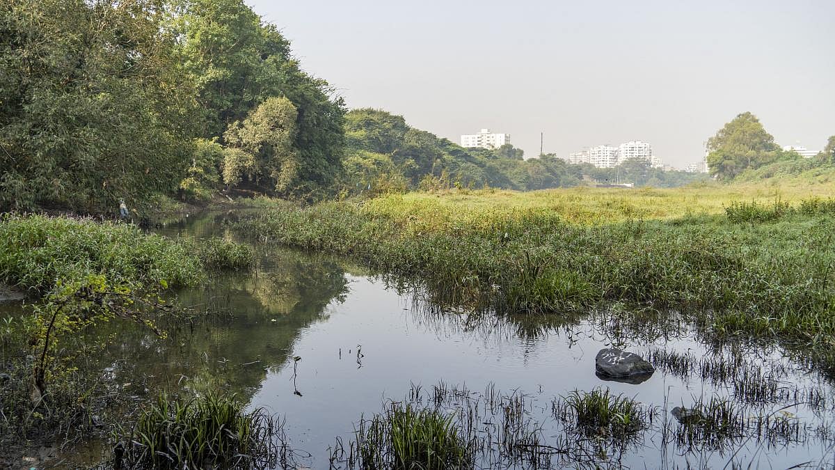 Urban waterbodies, treasure troves of biodiversity