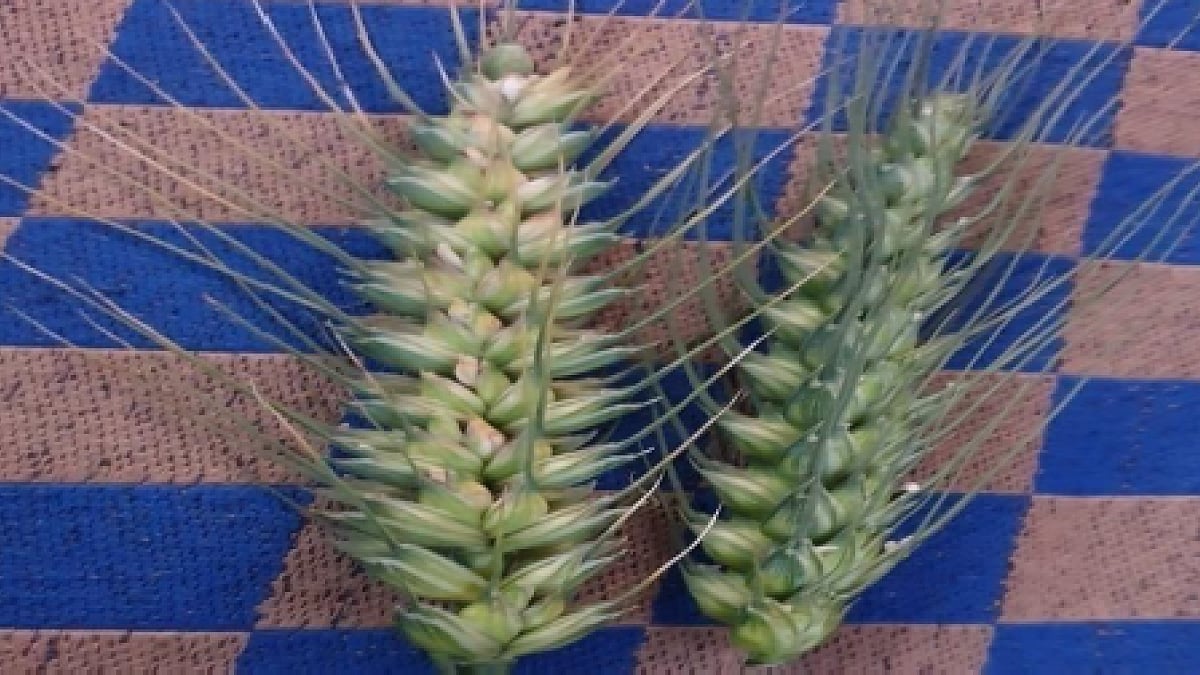 Kudrati kheti (natural farming) - A manual in Hindi