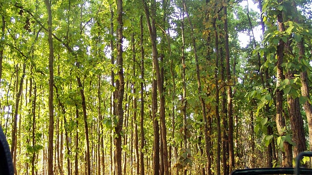 India State of Forest Report 2021: Key takeaways