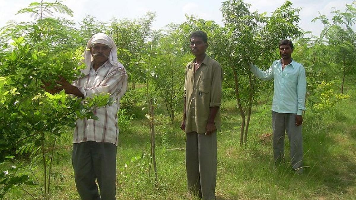 Grassroots implementation of Halma