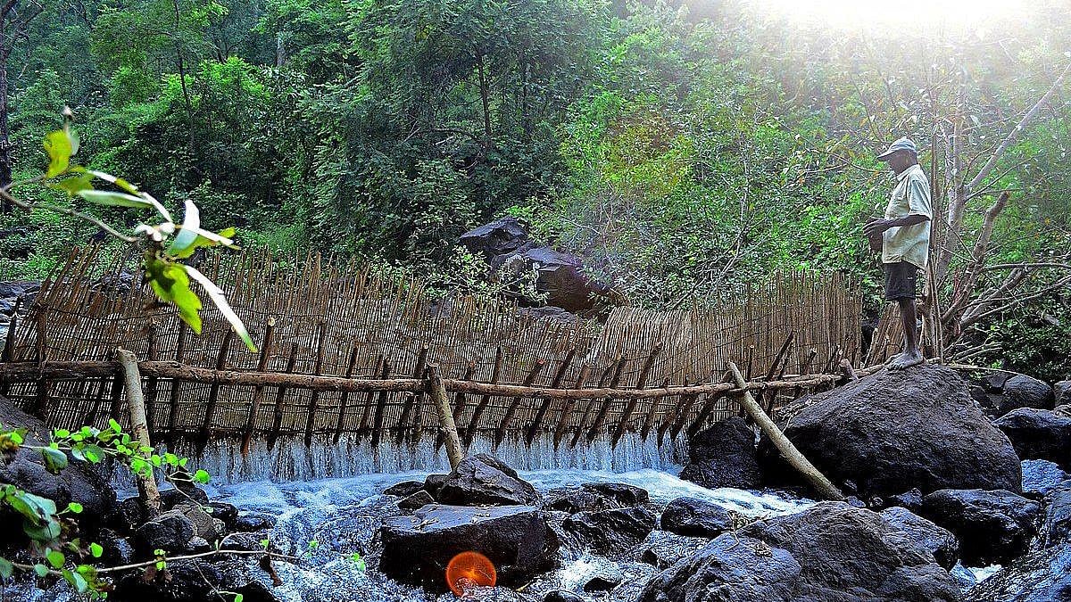 How effective is Malki practice for conserving Gujarat’s Dang forests?