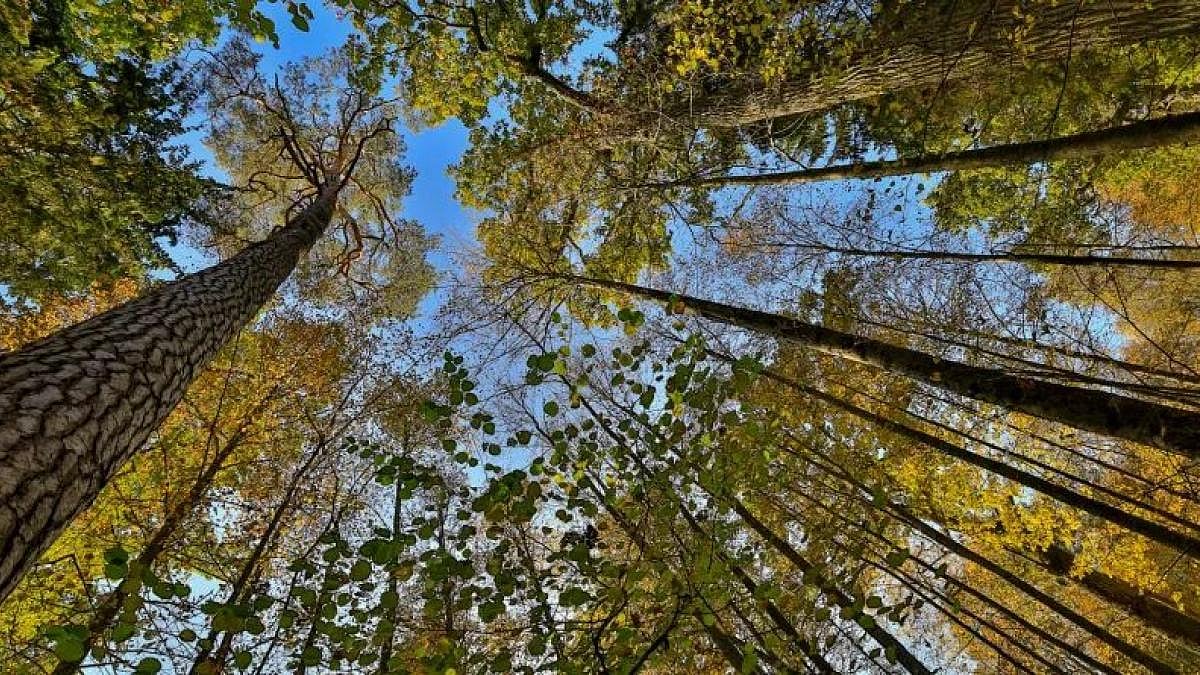 Mapping carbon reserves to fight climate change