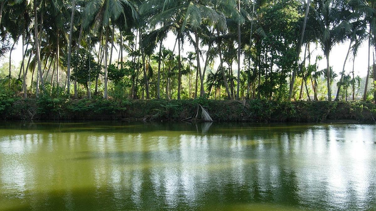 How to restore India's degraded pond ecosystem