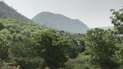 An anthropologist visits orans in Rajasthan