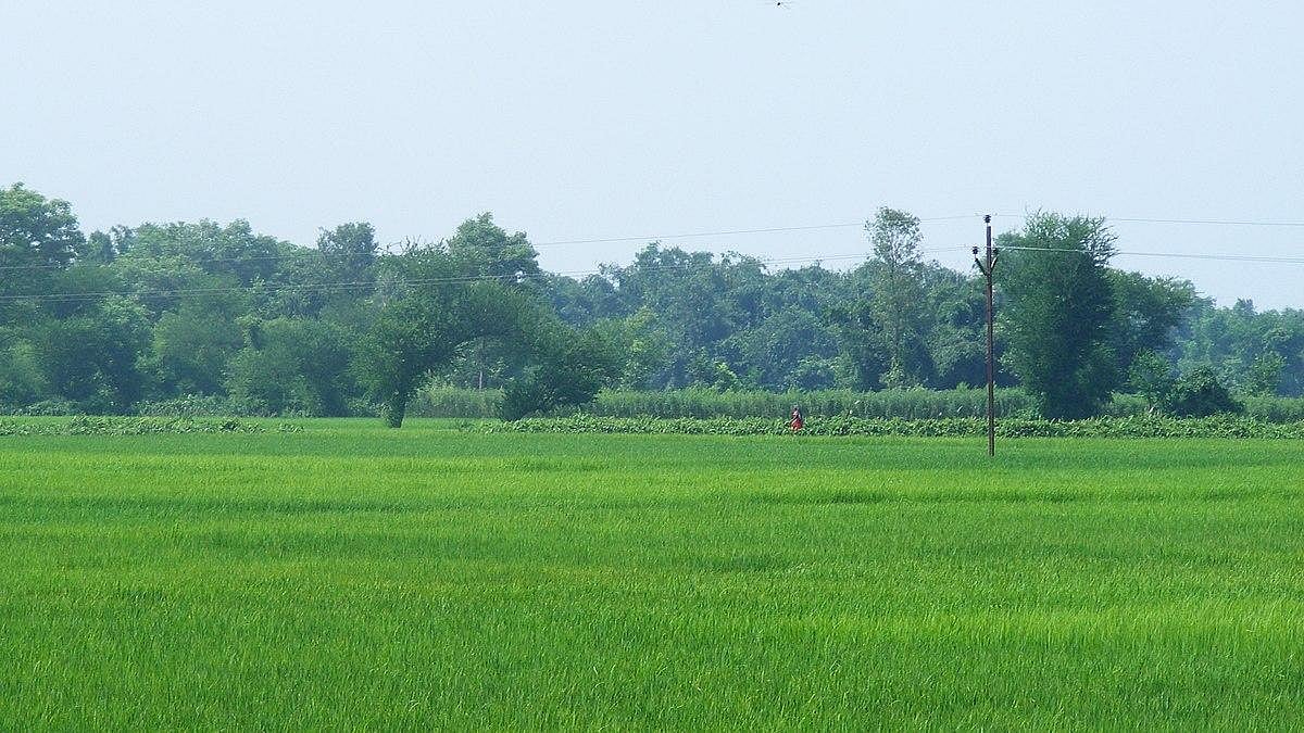 Smaller farm sizes limit the impact of agricultural intensification in ...