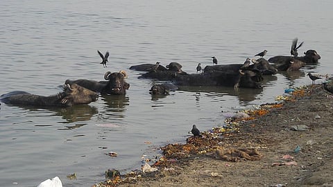 The plastic siege of rivers and lakes in India