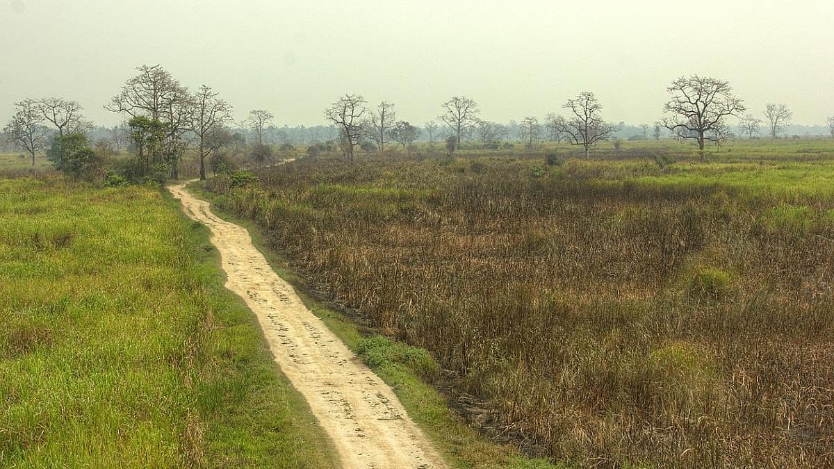 Saving tropical riverine grasslands of the Brahmaputra floodplains