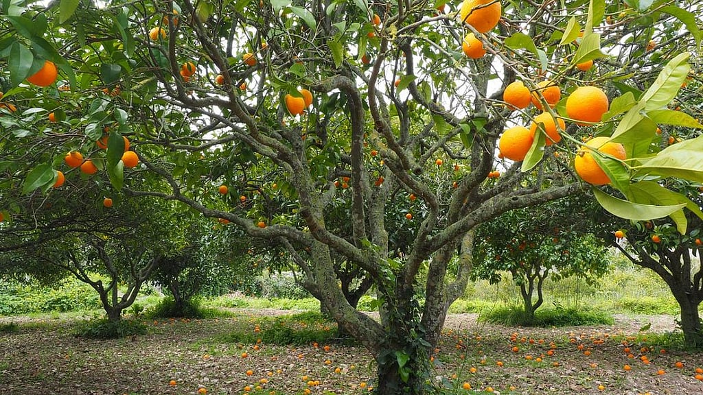 Understanding drought impacts and strategies: Orange growers in Vidarbha