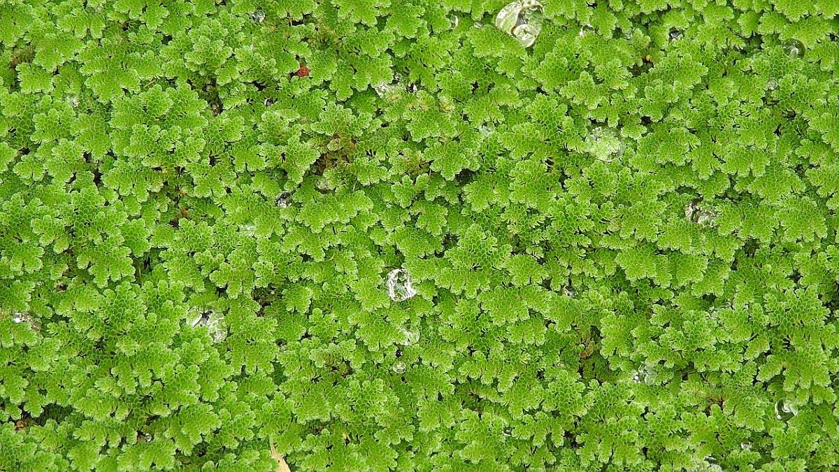 Azolla, a floating fern that drinks oil