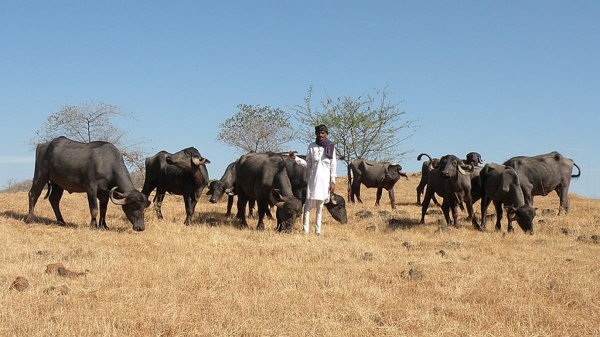 Banni grasslands, a lifeline for Maldharis from Kachchh district of Gujarat