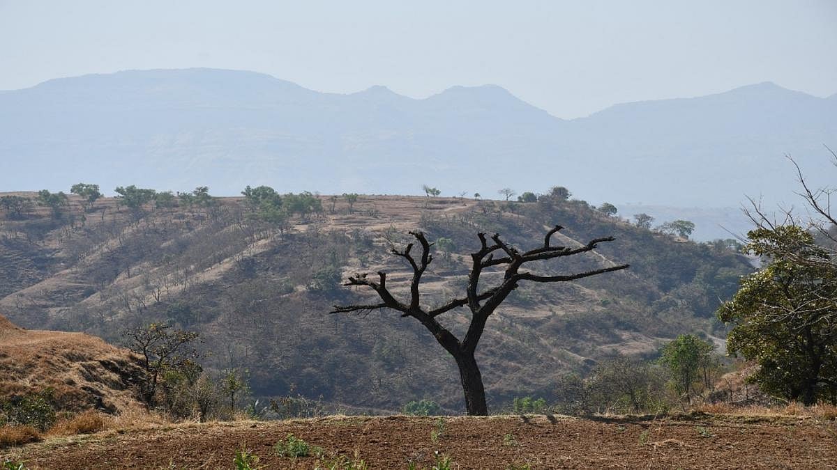 A silent crisis in Indian farmlands: The disappearing trees
